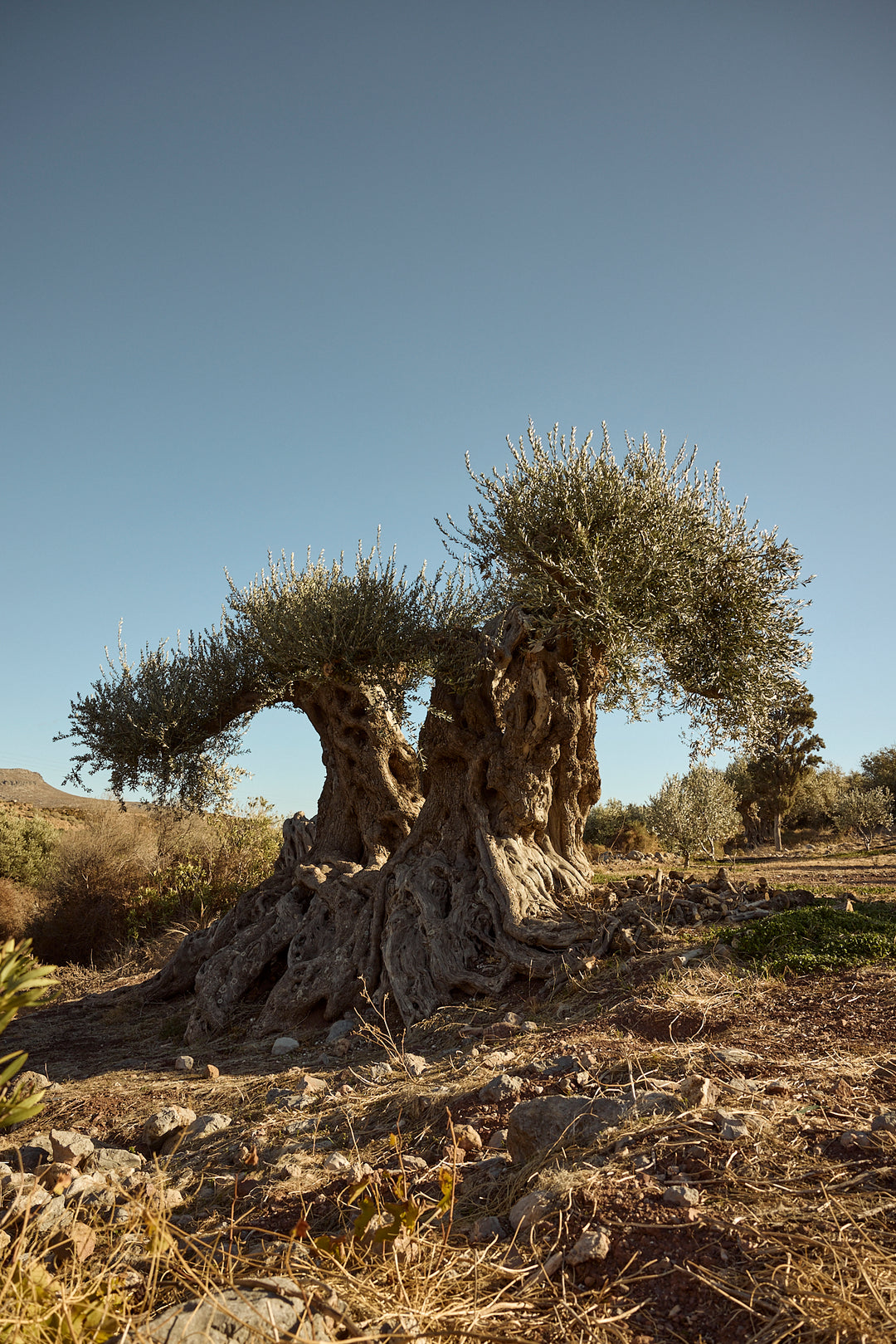 Products – Two Fields Zakros